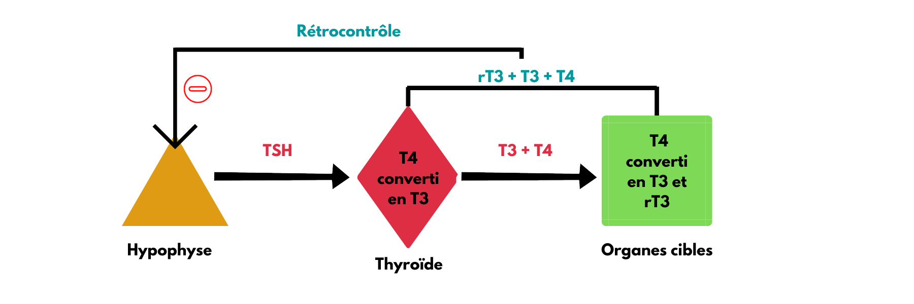 TSH, T3, T4 ces valeurs biologiques incomprises - Matthieu Doridot